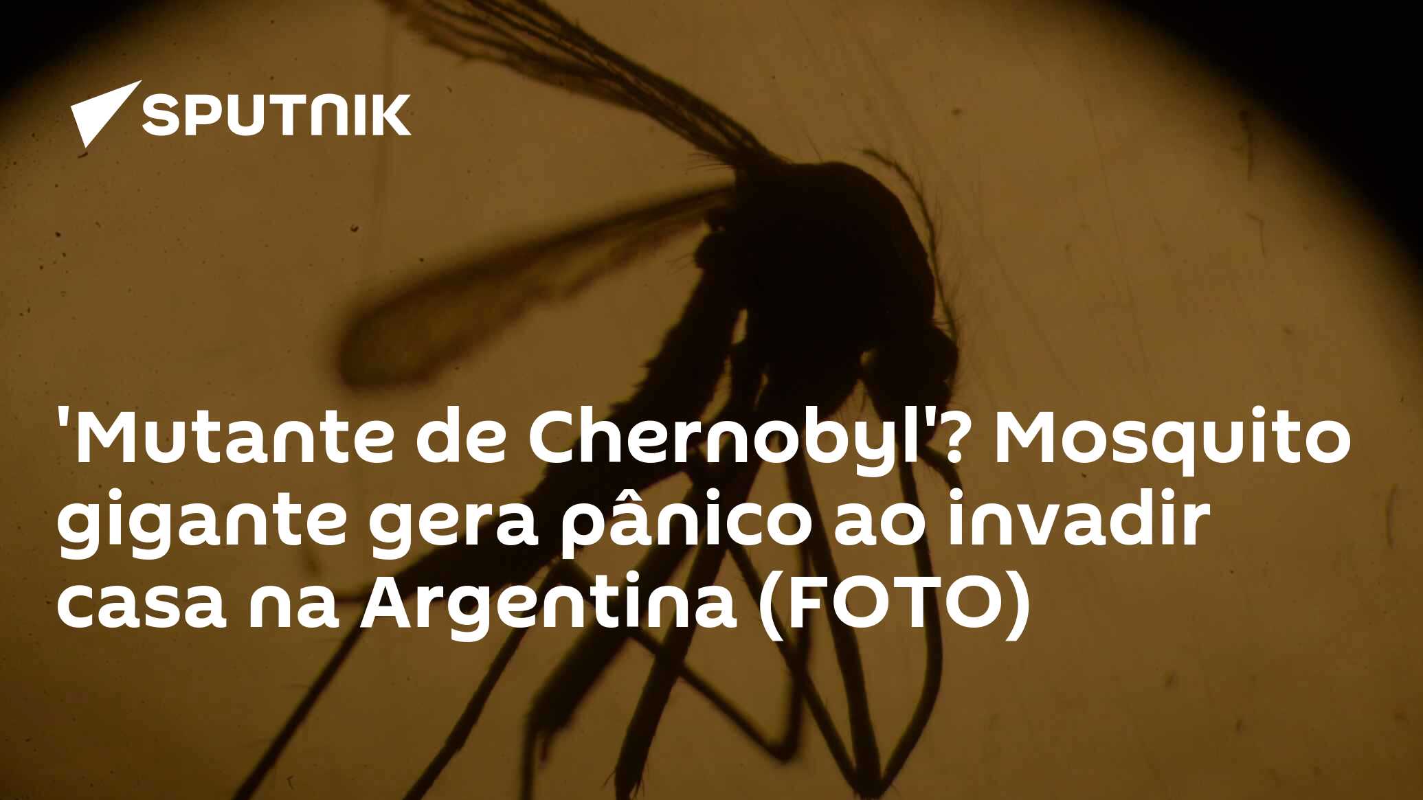 'Mutante de Chernobyl'? Mosquito gigante gera pânico ao invadir casa na ...