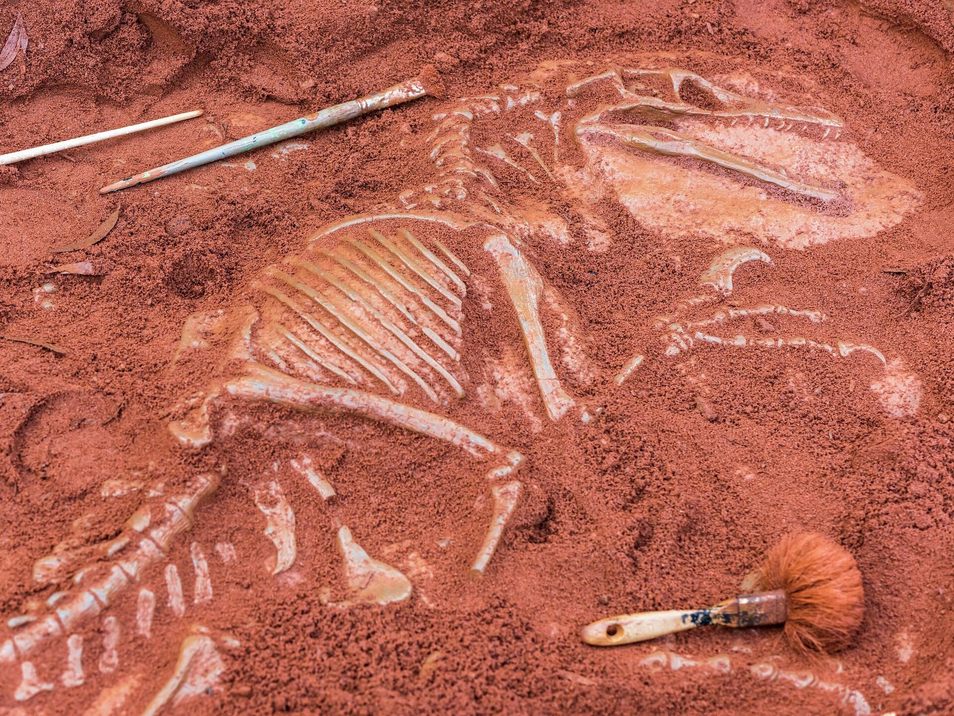 Fóssil de 230 milhões de anos encontrado no Brasil revela origem dos ...